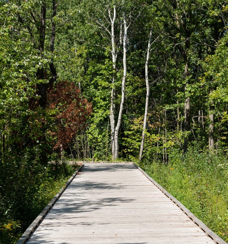 Wood Path in a Protected Zone Stock Image - Image of season ...