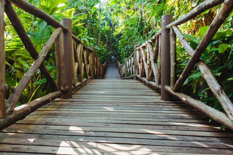Wood Path through Tropical Forest Stock Image - Image of brown, green ...