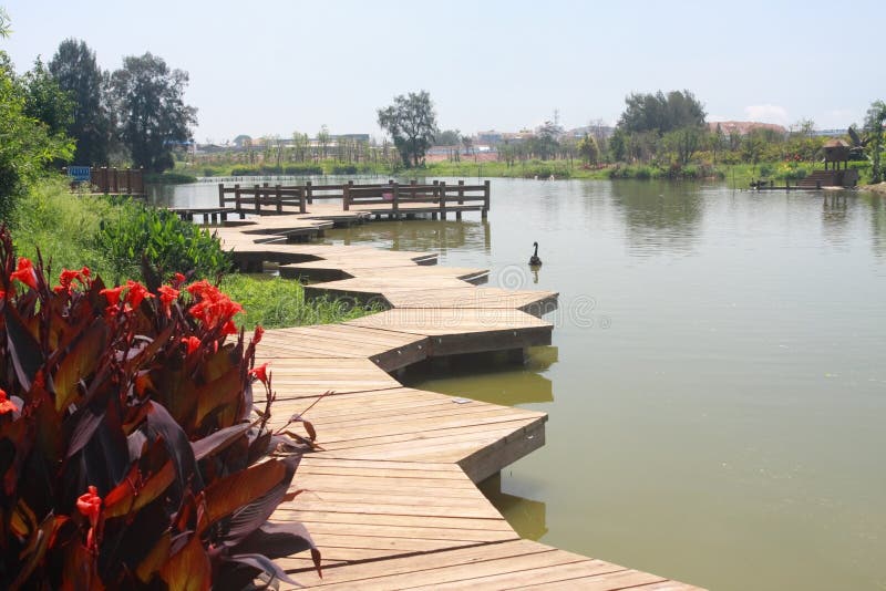Wood path on water stock photo. Image of plant, tree, swamp - 5529088