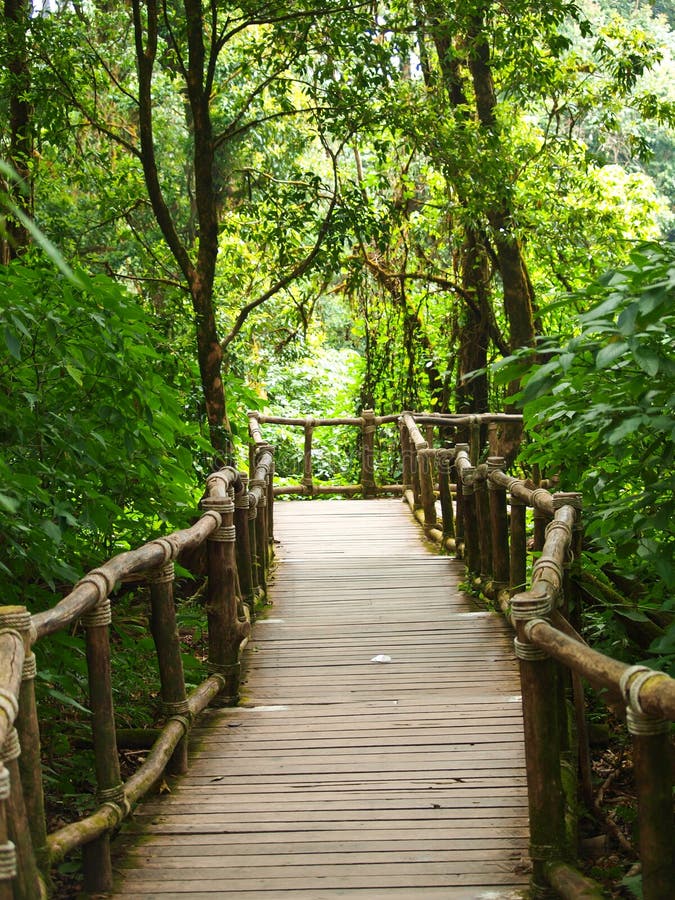 Wood Path Way among the Forest in Doi Inthanon in Chiang Mai Stock ...
