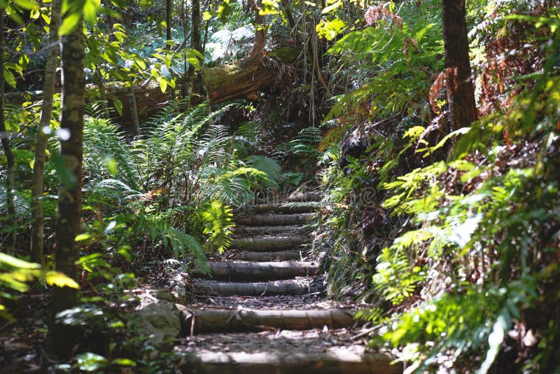 Wood path way in Forrest stock photo. Image of forrest - 120080722