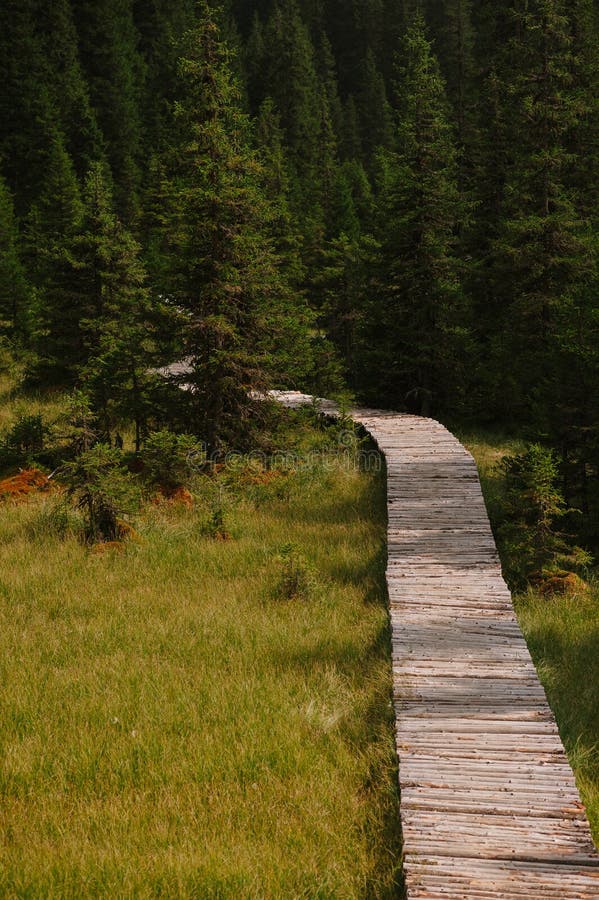 Wood Path Way among the a Green Forest Stock Image - Image of bridge ...