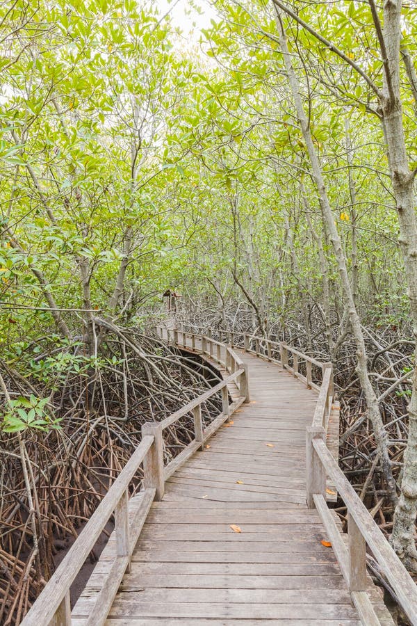 Wood Path Way among the Mangrove Forest Stock Image - Image of paradise ...