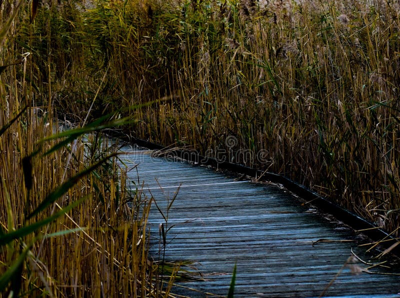 Wood Path through the Withering Reeds Stock Image - Image of water ...