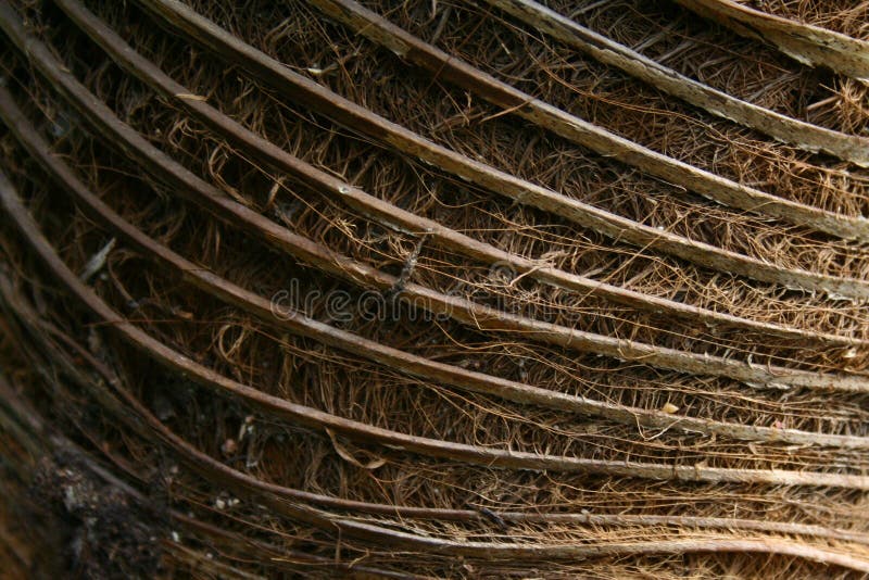 Wood pattern stock image. Image of multifarious, botanics - 14613063