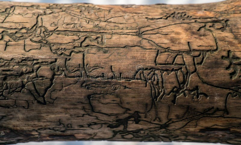Wood Pattern from the Activity of Bark Beetle Stock Photo - Image of ...