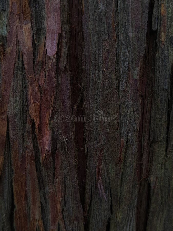 Wood Pattern of Autumn Tree Stock Image - Image of floor, texture ...