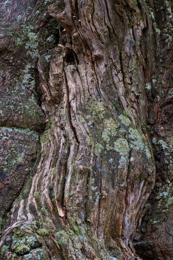 Wood, Pattern, Background, Rings, Nature, Old, Park, Tree, Botan Stock ...