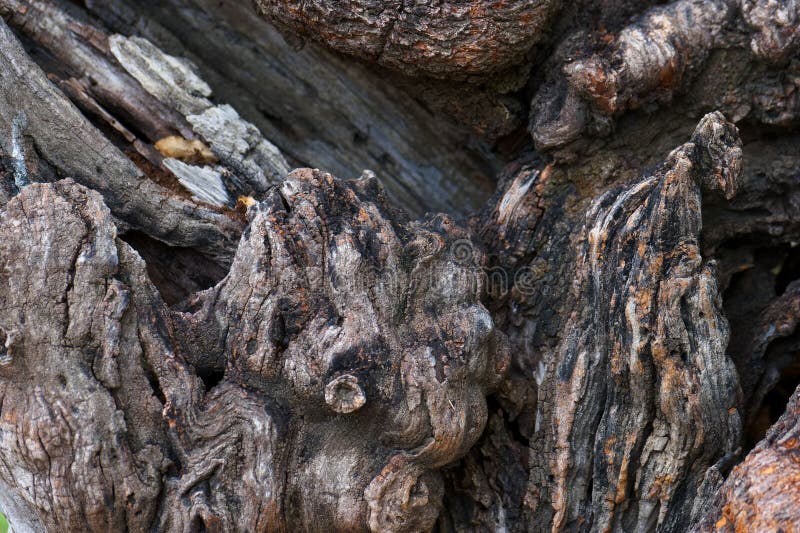 Wood, Pattern, Background, Rings, Nature, Old, Park, Tree, Botan Stock ...