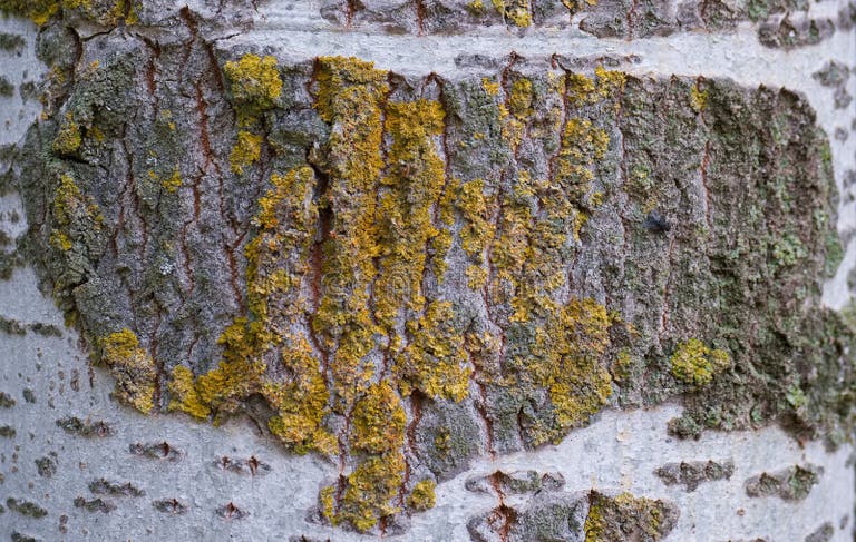 Wood, Pattern, Background, Rings, Nature, Old, Park, Tree, Botan Stock ...