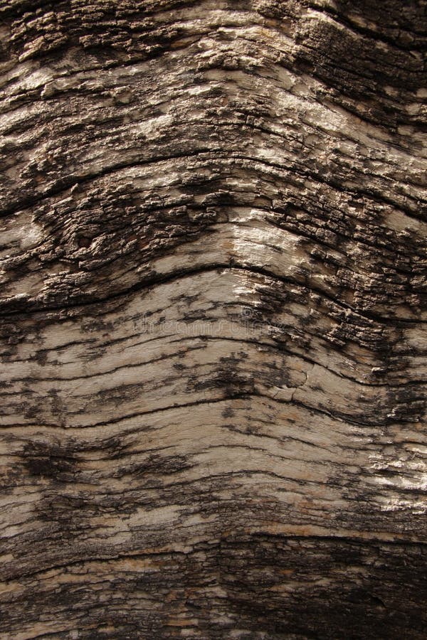Wood Pattern of Brown Trunk of an Old Tree with Curved Pattern Stock ...