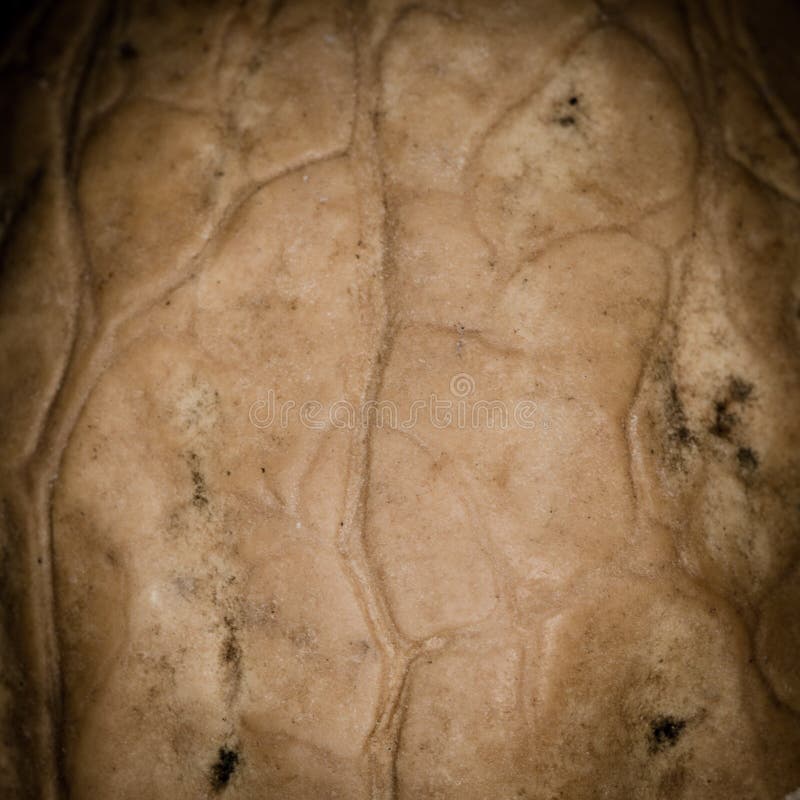 Wood pattern stock image. Image of nature, meat, aquatic - 37040339