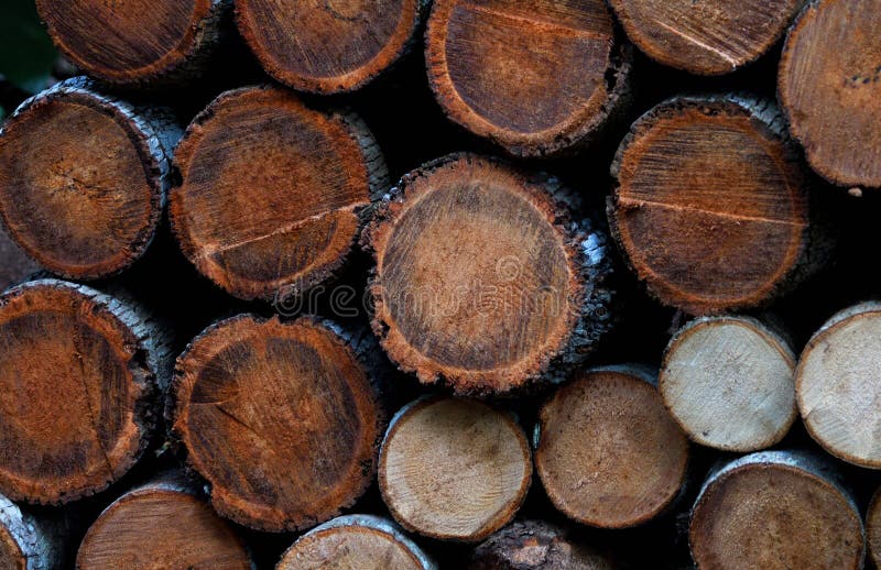 Wood Pattern of Coconut Tree Logs Stock Image - Image of natural ...