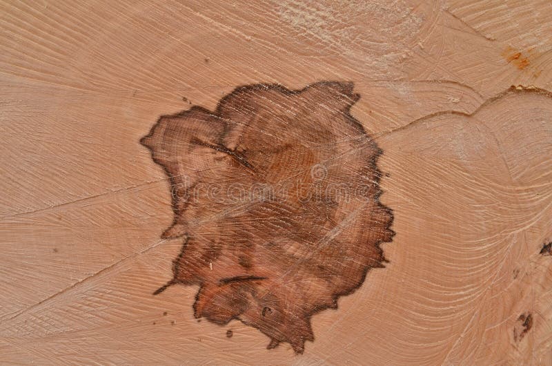 Wood pattern stock photo. Image of timber, texture, natural - 94511024