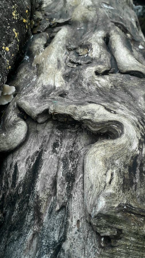 Wood pattern on dead log stock image. Image of dead - 264933547