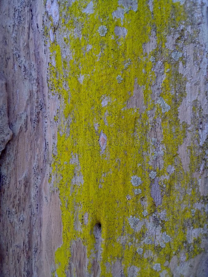 Wood pattern stock photo. Image of ttzanzone, flower - 91760954