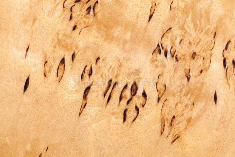 Wood Pattern of Karelian Birch, Close-up Stock Photo - Image of birch ...