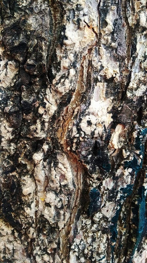 Wood pattern skin nature stock photo. Image of wood - 202936970