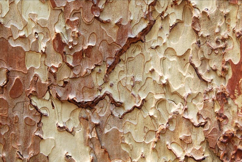 Wood pattern texture stock image. Image of surface, detail - 6460793
