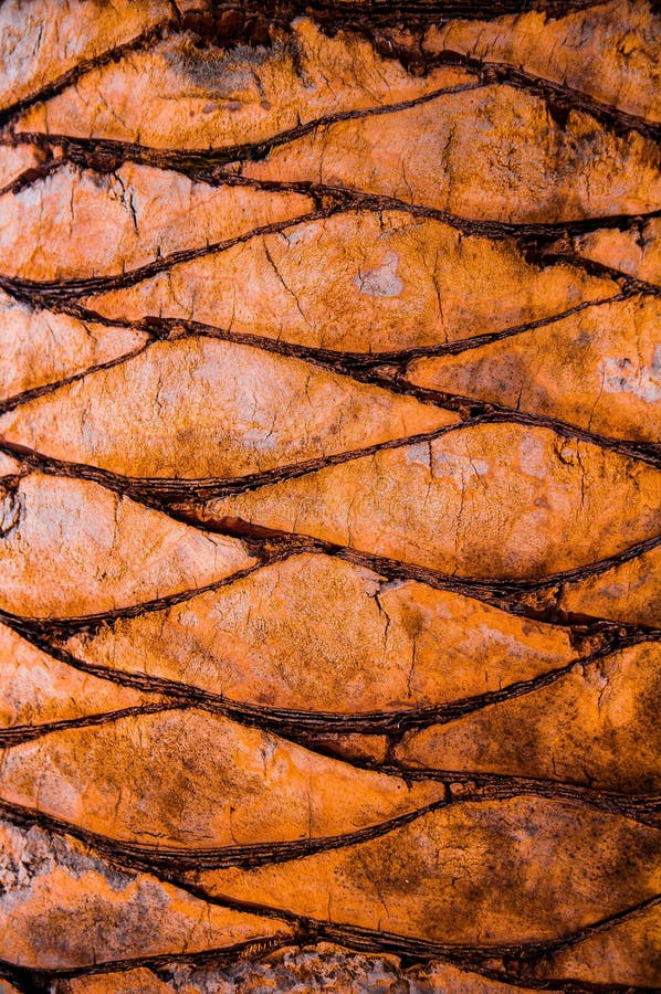 Wood Pattern Texture stock image. Image of light, artistic - 93227869