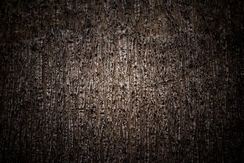 Wood Pattern. Trunk Texture. Tree Stem Texture. Stem Pattern Stock ...
