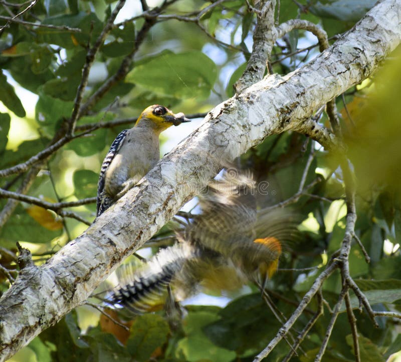 Wood peeker stock photo. Image of birds, bird, wood - 179432964