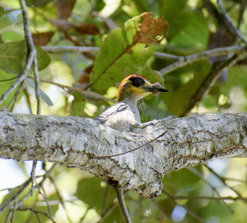 Wood peeker stock image. Image of beak, finch, flower - 179432997