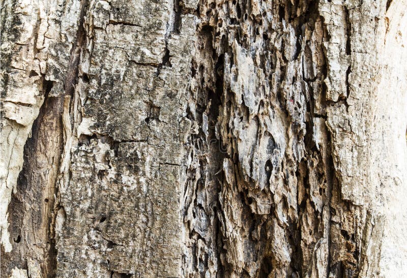 Wood peel of the old tree. stock image. Image of close - 63294203