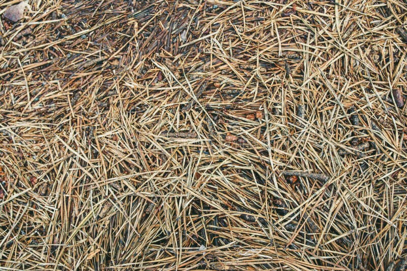 Wood Pieces stock image. Image of piece, background, forest - 60379549