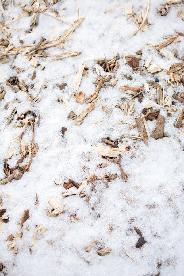 Wood Pieces on White Snow in Winter Stock Image - Image of natural ...