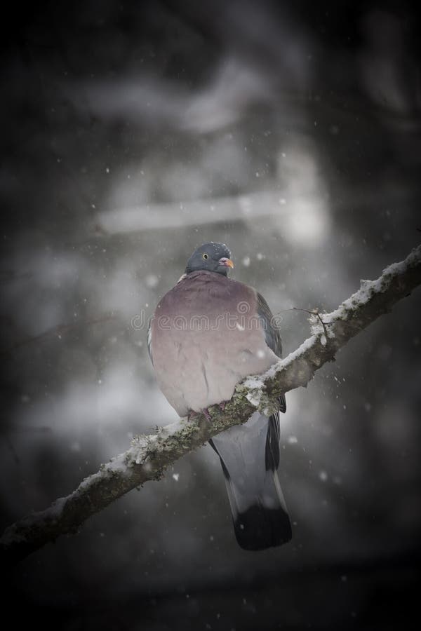 Wood pigeon stock photo. Image of winter, pigeons, doves - 79250876