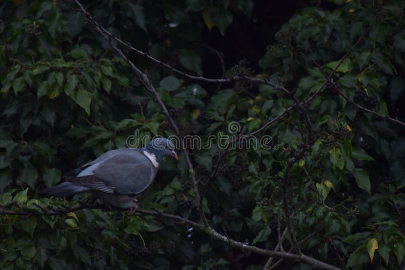 Wood pigeon in a tree stock image. Image of beak, feathers - 106283039