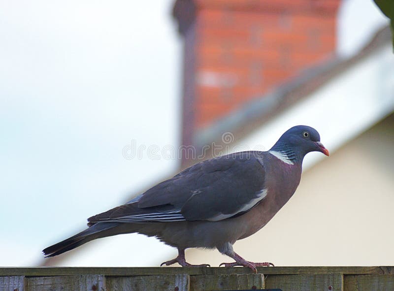 Wood pigeon on fence stock photo. Image of common, migratory - 323698214