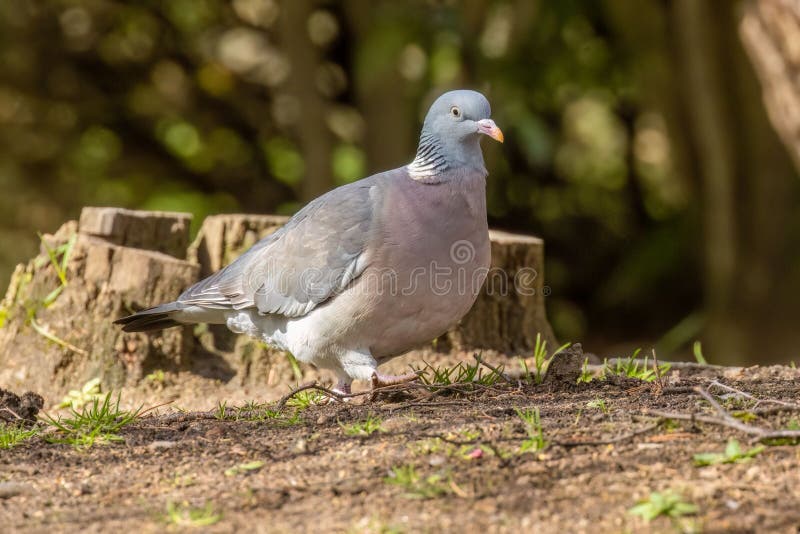 Wood pigeon in the forest stock photo. Image of bird - 282180176