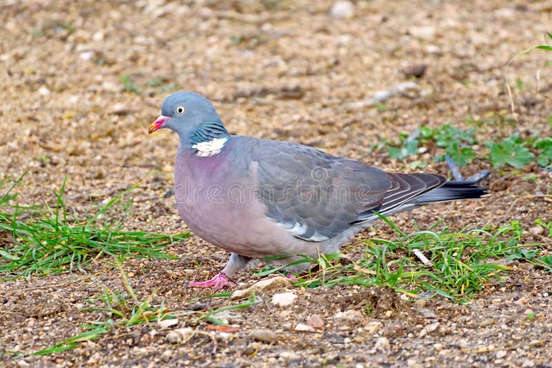Wood Pigeon In Spring Forest Stock Image - Image of feathers, beak ...