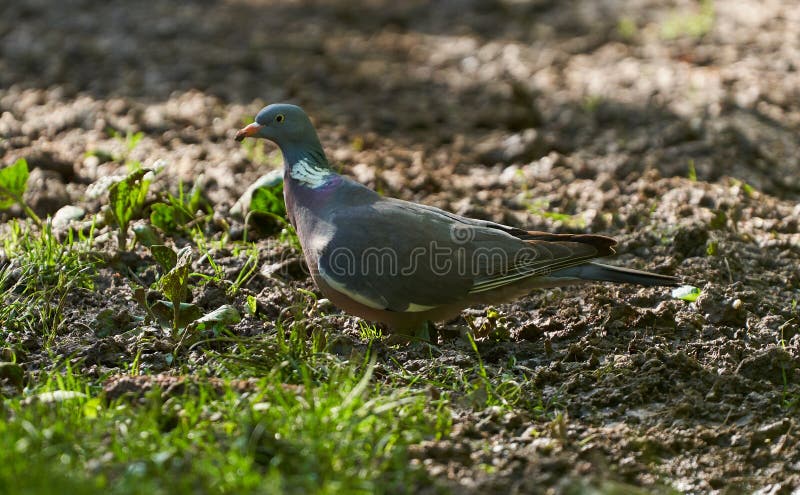 Wood pigeon on the ground stock photo. Image of ornithology - 318193604