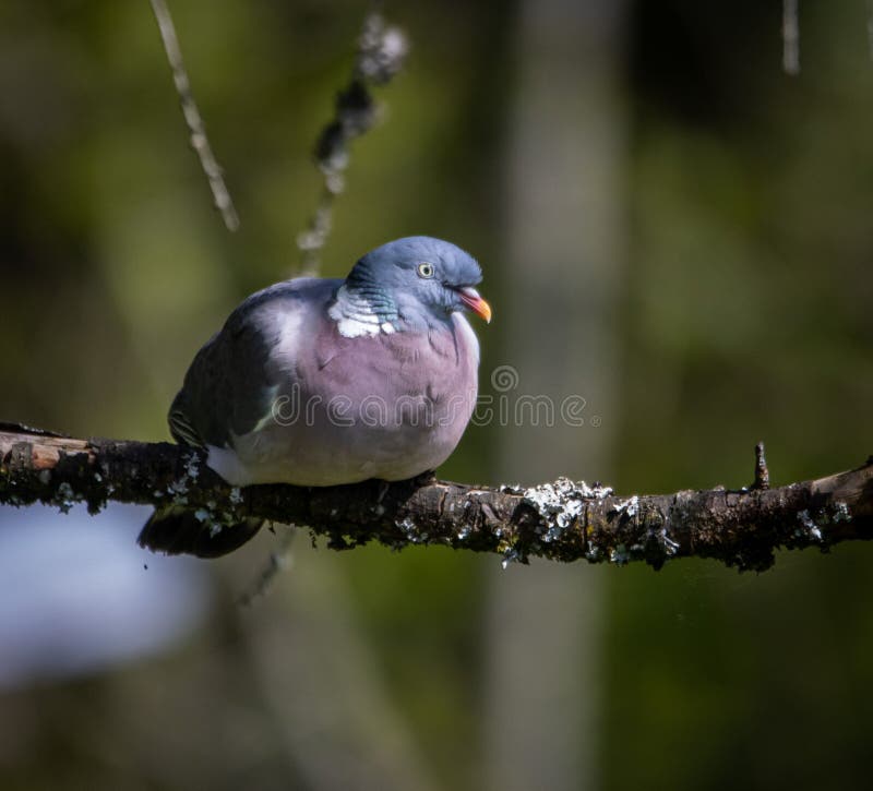 Wood Pigeon Perched on a Tree Branch Stock Photo - Image of plump ...