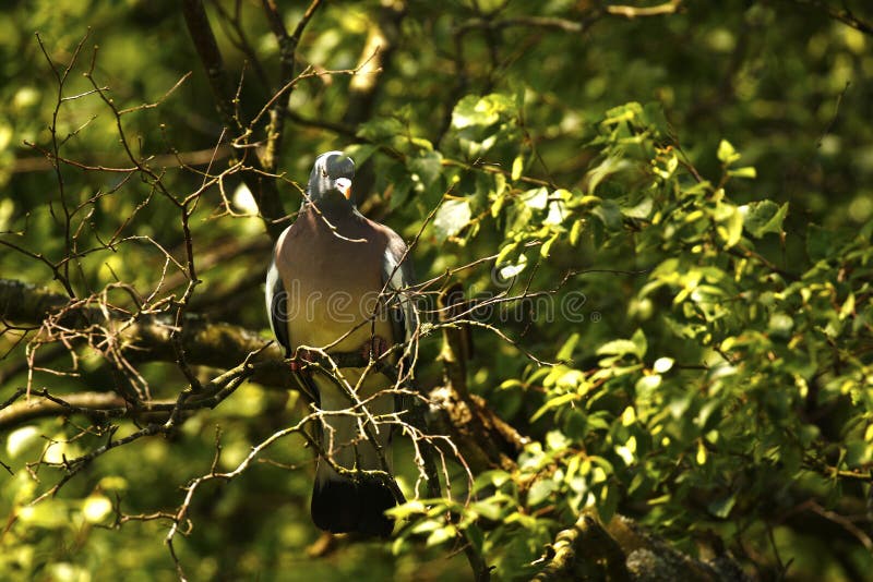 Pigeon Perched in an Ash Tree Stock Photo - Image of brian, moss: 123114058