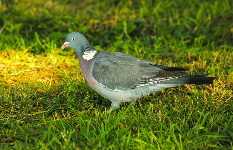 Wood Pigeon in Spring Grass, Wild Birds Stock Image - Image of color ...