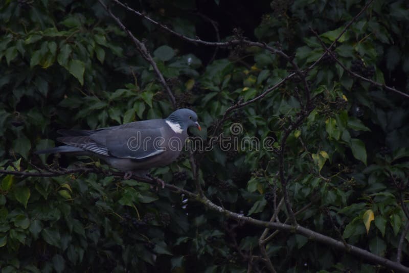Wood pigeon in a tree stock image. Image of tree, wildlife - 106282843
