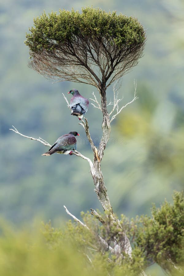 Wood Pigeons Perch stock photo. Image of pigeons, pair - 42689622