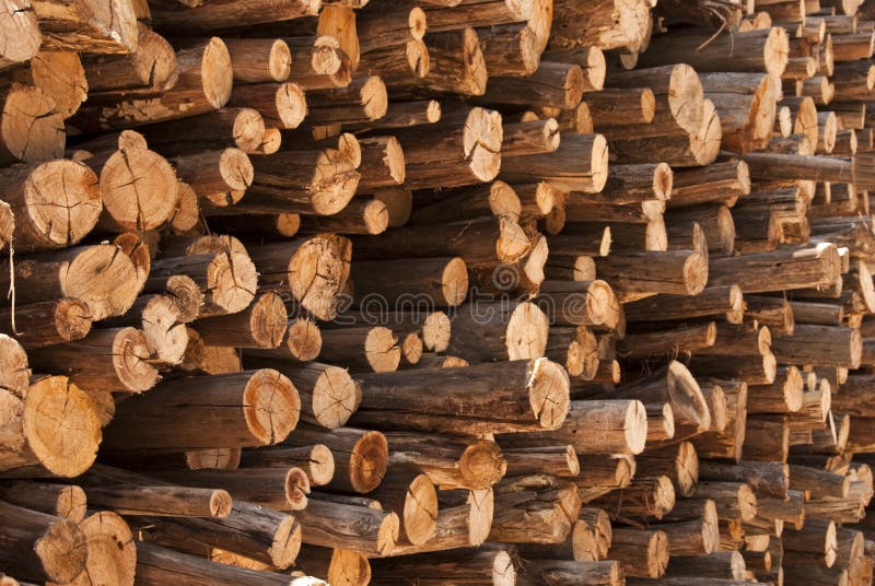 Wood Pile stock photo. Image of trees, ends, fuel, rough - 11636396