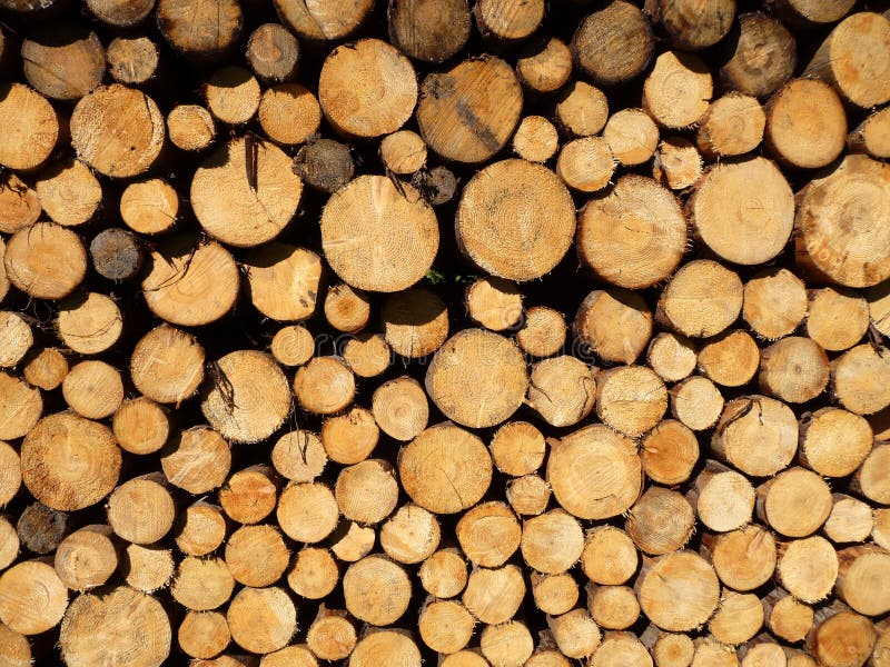 Wood pile stock image. Image of forestry, deforest, annual - 25251699