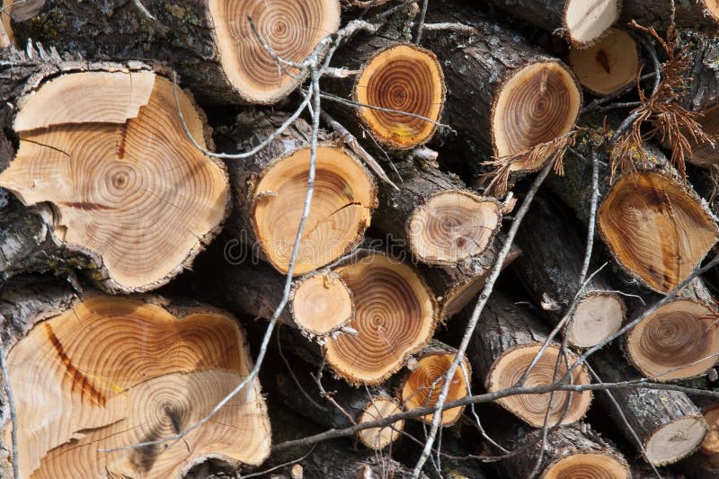 Wood pile stock image. Image of rough, round, slice, firewood - 27415599