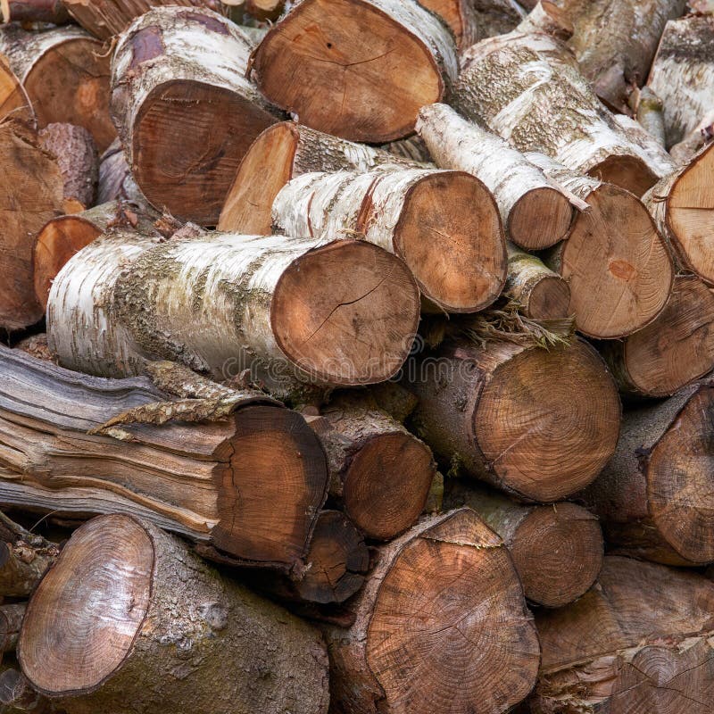 Wood, Pile and Outdoor with Timber in Nature for Fuel, Heat and ...