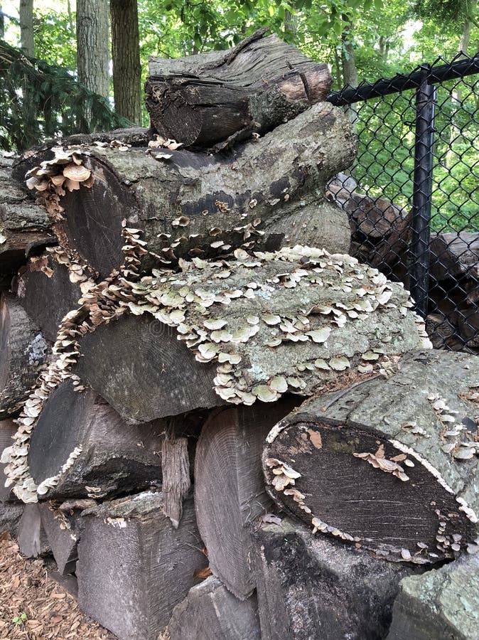 A Wood Pile in Spring stock image. Image of pile, natural - 118430571