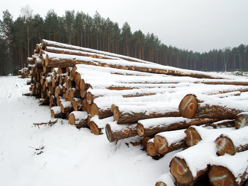 Wood pile in winter forest stock image. Image of tree - 38537735