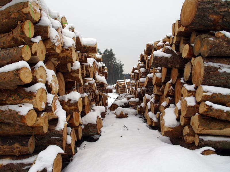 Wood pile in winter forest stock image. Image of season - 38538299