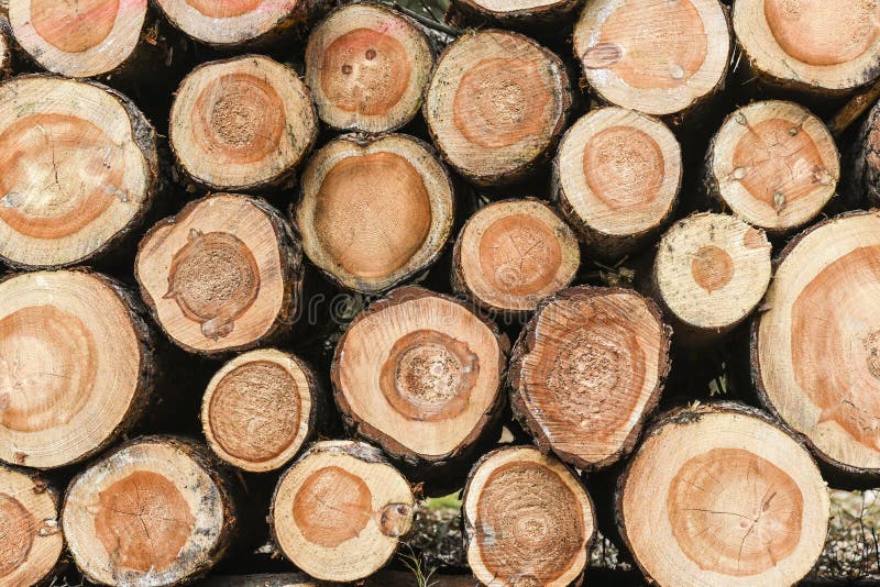 Wood Piled Up in the Forest. Stock Photo - Image of stack, piled: 89647702