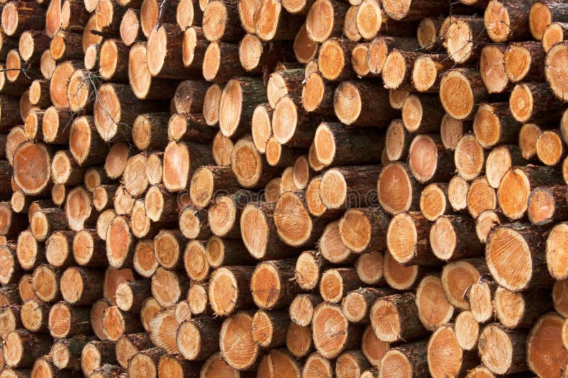 Wood piles stock photo. Image of abstract, pattern, pine - 14026210